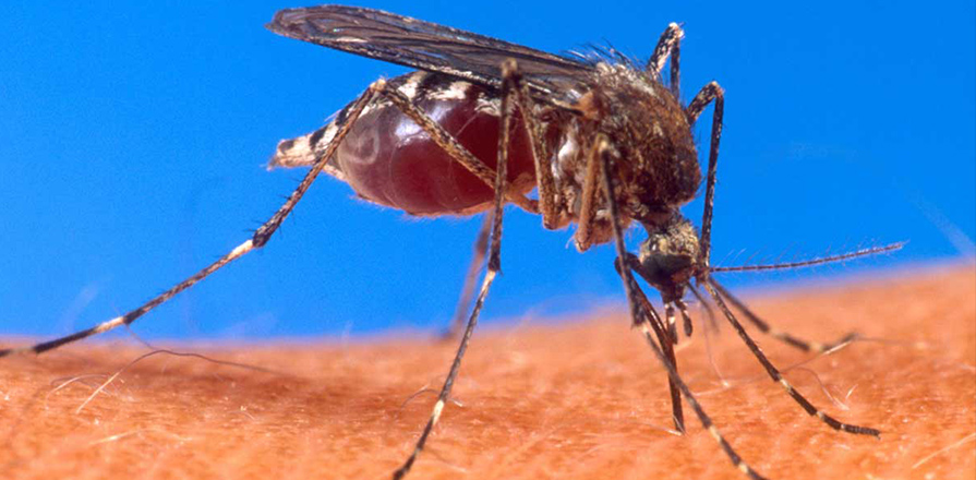 moskito - Austin Medical Times